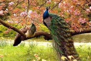 Con công và những điều thú vị về nó