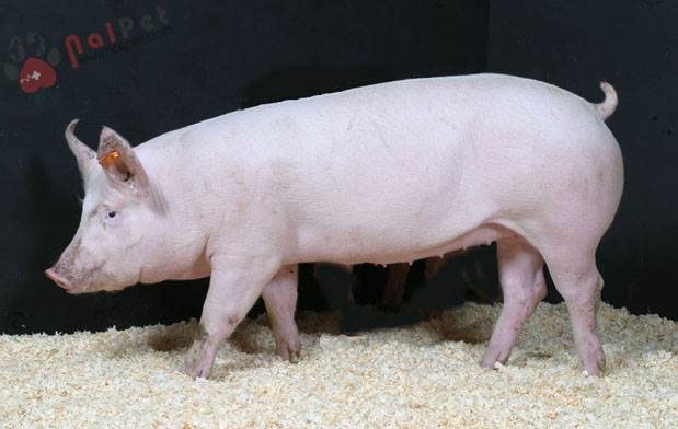 Những lưu ý khi nuôi heo nái